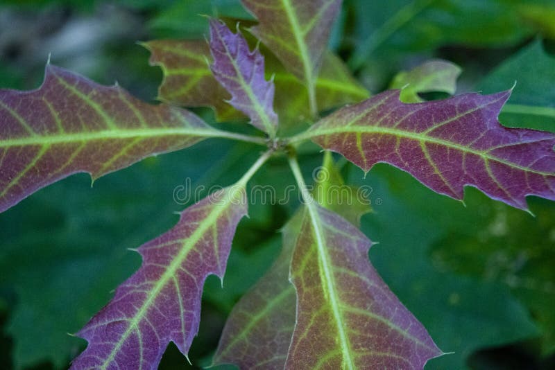 Young Leaves of Oak Tree in Summer Forest. Stock Image - Image of ...