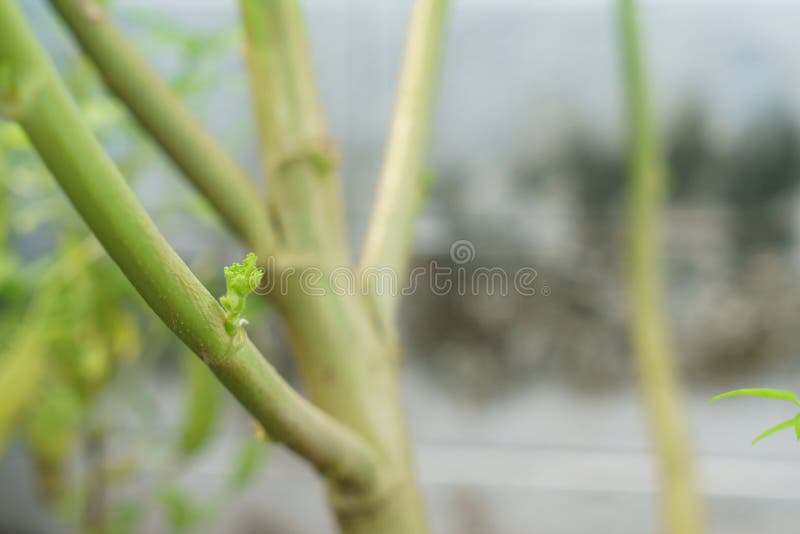 Young Leaves of the Okra Tree Stock Image - Image of closeup, backyard ...