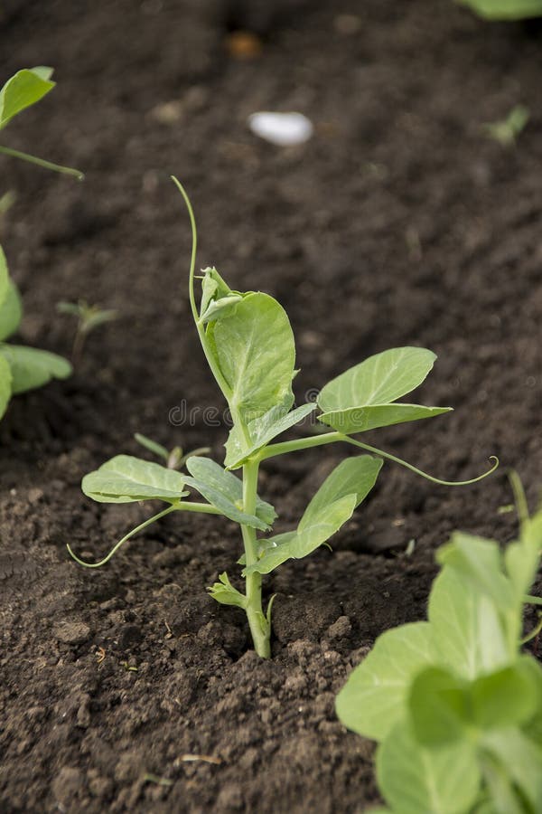 Young Leaves of Pea - Spring Plants. Stock Image - Image of garden ...
