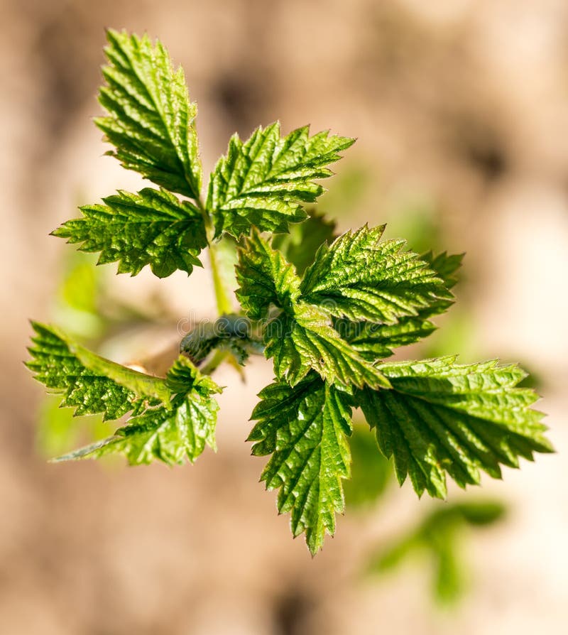 Young Leaves on Raspberry Branches in Spring Stock Photo - Image of ...