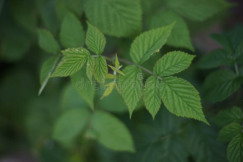 Young Leaves of Raspberry Growing on a Bush in the Garden Stock Image ...