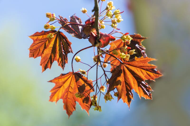 Young Leaves of Royal Red Norway Maple in Spring Stock Image - Image of ...