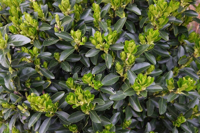 Spindle tree stock image. Image of sprouts, evergreen - 113264879