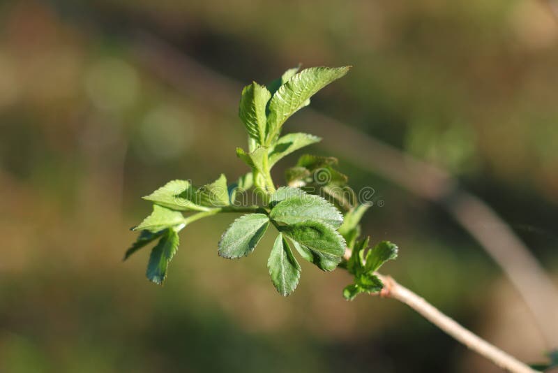Young leaves in spring stock photo. Image of macro, close - 24140798