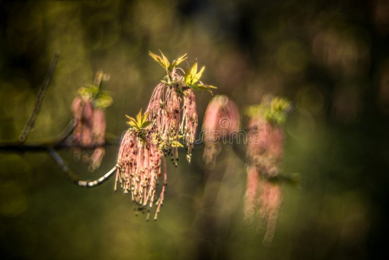 Spring foliage background stock image. Image of color - 54014777