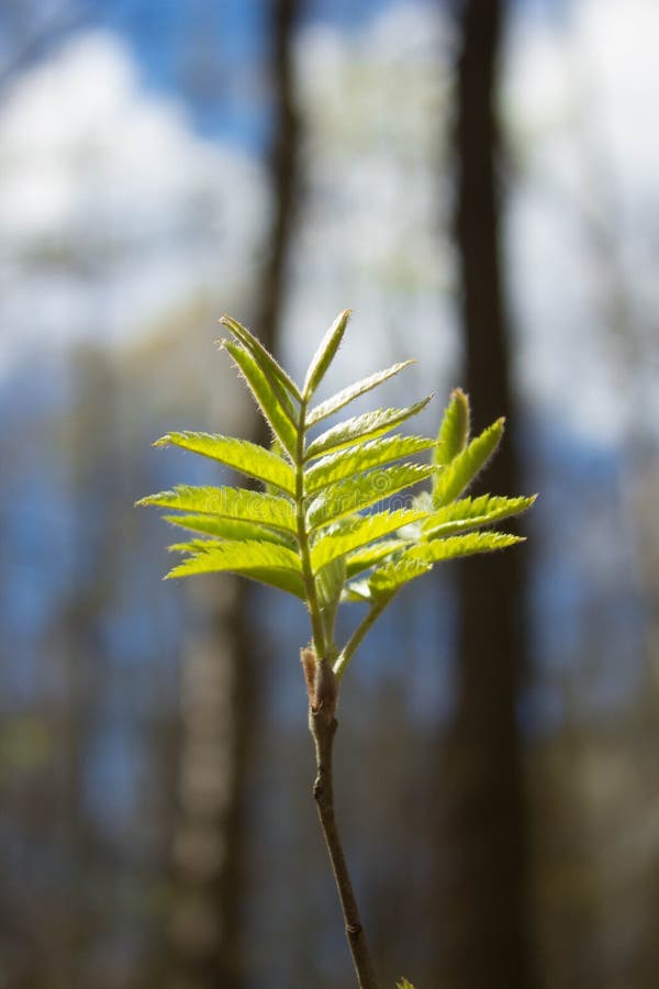 Young Leaves in Spring. Spring Landscape. Background. Texture Stock ...