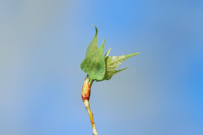 Young Leaves Sprouting from the Bud on a Tree Branch Against Blue Sky ...