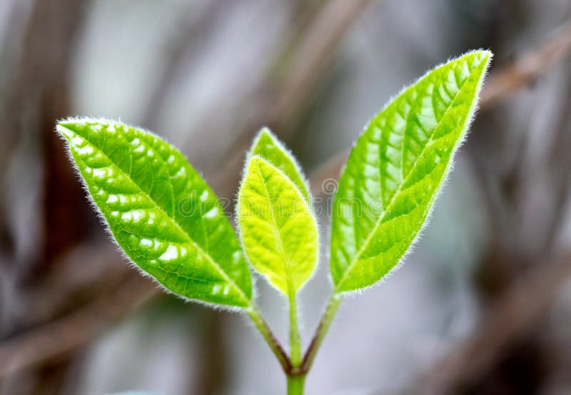 Young Leaves Sprouting in Spring Stock Photo - Image of freshness ...