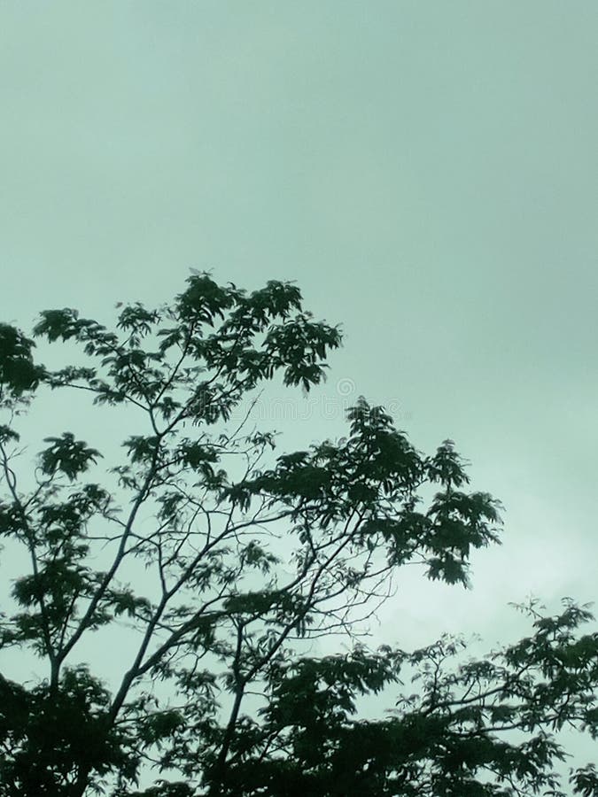 Young Leaves on a Tree Branch with the Sky Above Stock Image - Image of ...