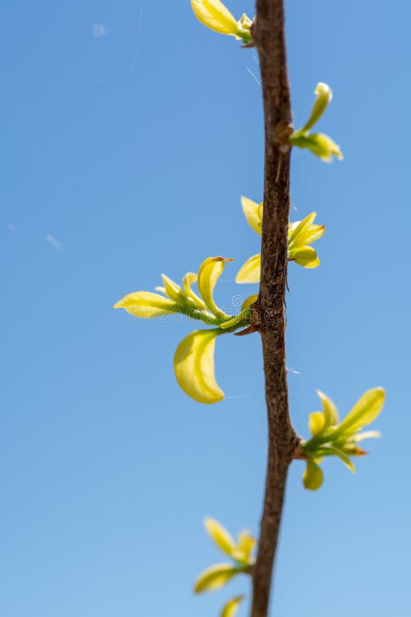 Young Leaves on Tree Branch in Spring Stock Photo - Image of beauty ...