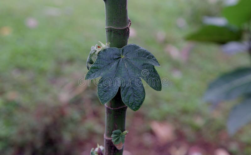 Young Leaves on Tree Trunks with Blurred Leaf Background Stock Photo ...