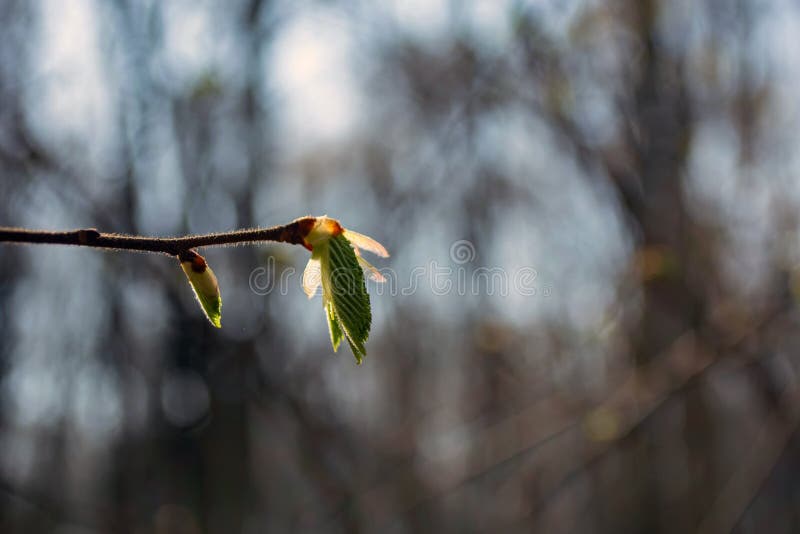 Young Leaves on Trees in Early Spring in the Forest Stock Image - Image ...