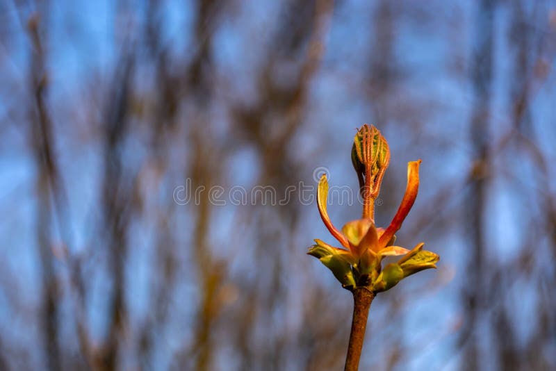 Young Leaves on Trees in Early Spring in the Forest Stock Photo - Image ...