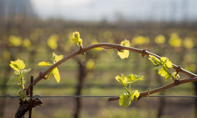 Vineyard and Winery in Rural Area Stock Image - Image of grape ...