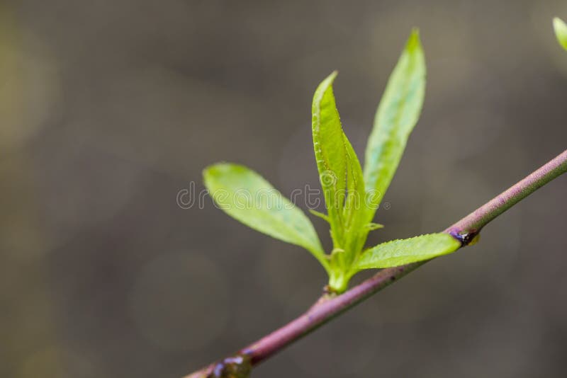 Young Leaves Wake Up on the Trees Spring Comes - Image Stock Image ...