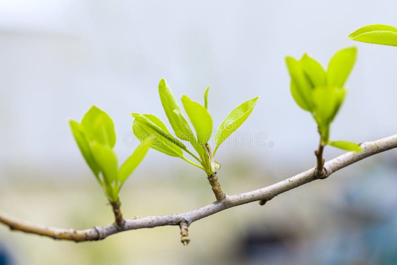 Young Leaves Wake Up on the Trees Spring Comes - Image Stock Image ...