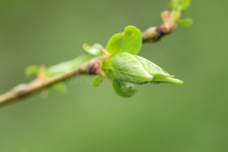 Young Leaves Wake Up on the Trees Spring Comes - Image Stock Image ...