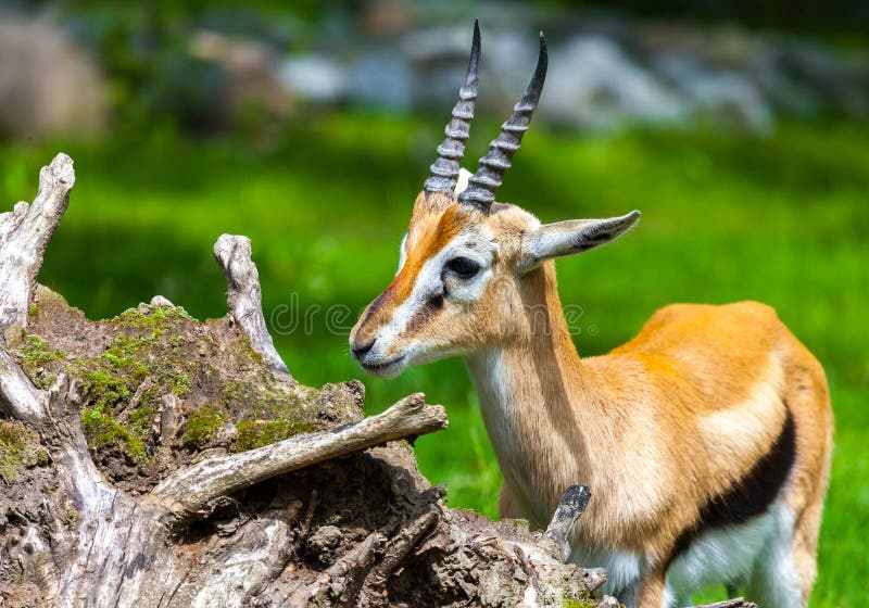 Young lechwe waterbuck 1 stock image. Image of nice - 121140213