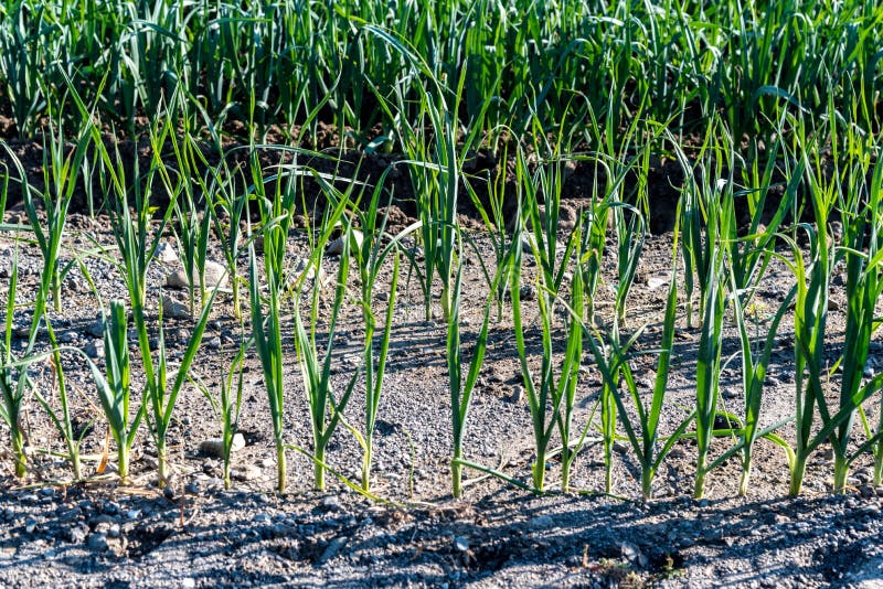 Young leek in the ground stock photo. Image of production - 25492404