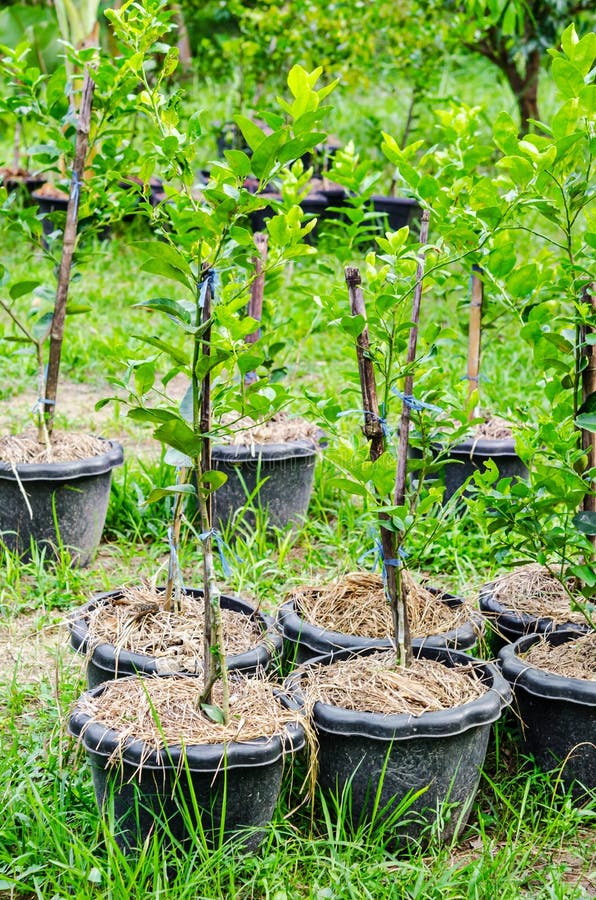 Lemon farm stock photo. Image of beautiful, fruit, lemons - 63705504