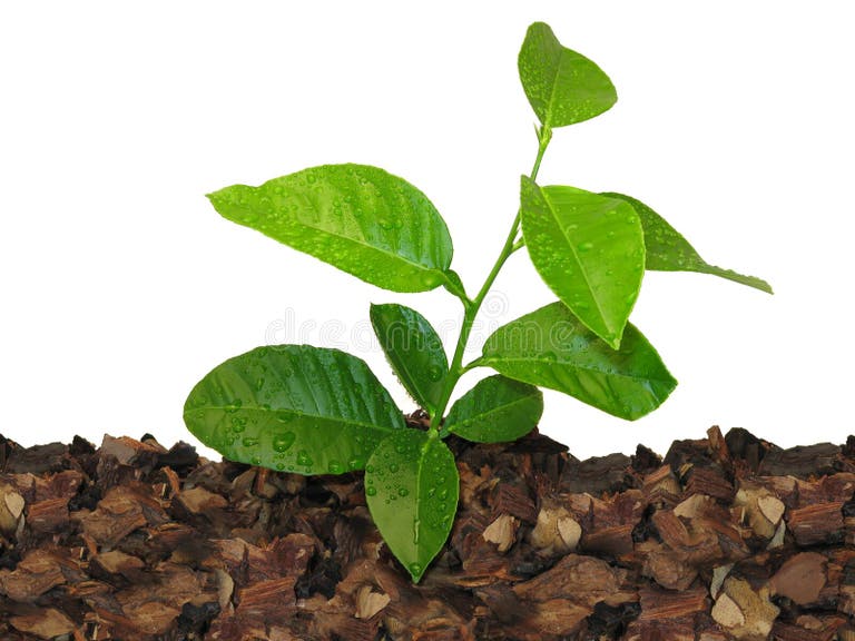 Young lemon tree stock photo. Image of freshness, green - 10928598