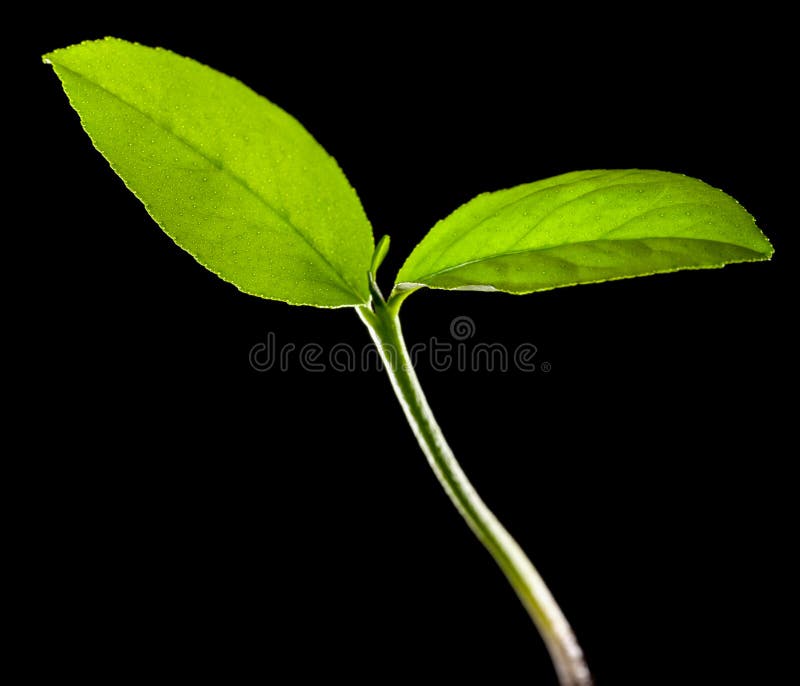 Young Lemon Tree Background Stock Image - Image of photosynthesis, leaf ...