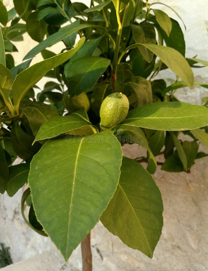 Young lemon tree stock image. Image of exotic, colorful - 122149331