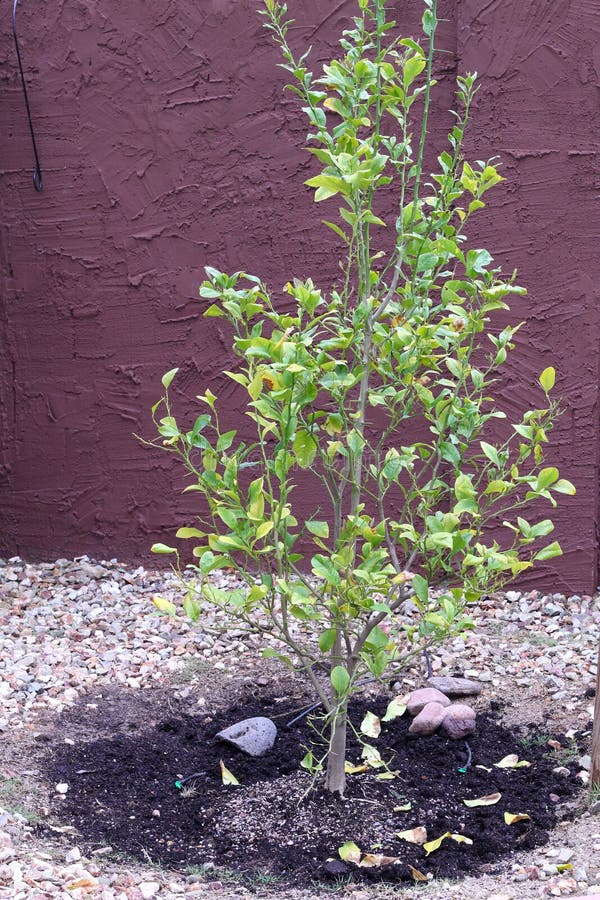 Lemon tree 8431 c stock image. Image of domestic, beautiful - 179080209