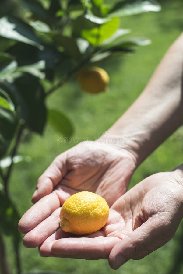 Young lemon tree stock photo. Image of freshness, green - 10928598