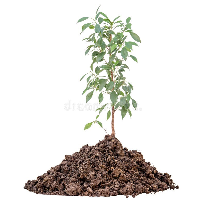 Young Lemon Tree Growing from the Pile of Earth Stock Image - Image of ...