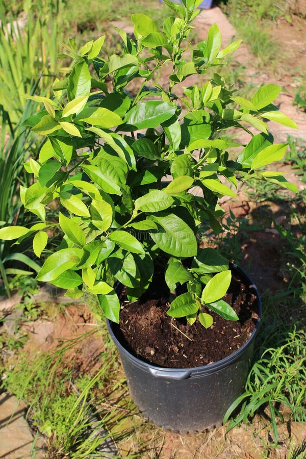 Young Lemon Trees yet To Bear Fruit Growing in a Pot Stock Photo ...