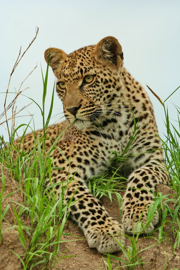 Young leopard stock photo. Image of marking, leopard - 11577558