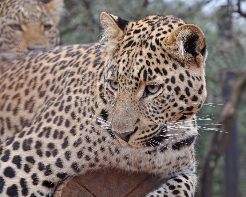 Young leopard stock image. Image of panthera, leopard - 23470923