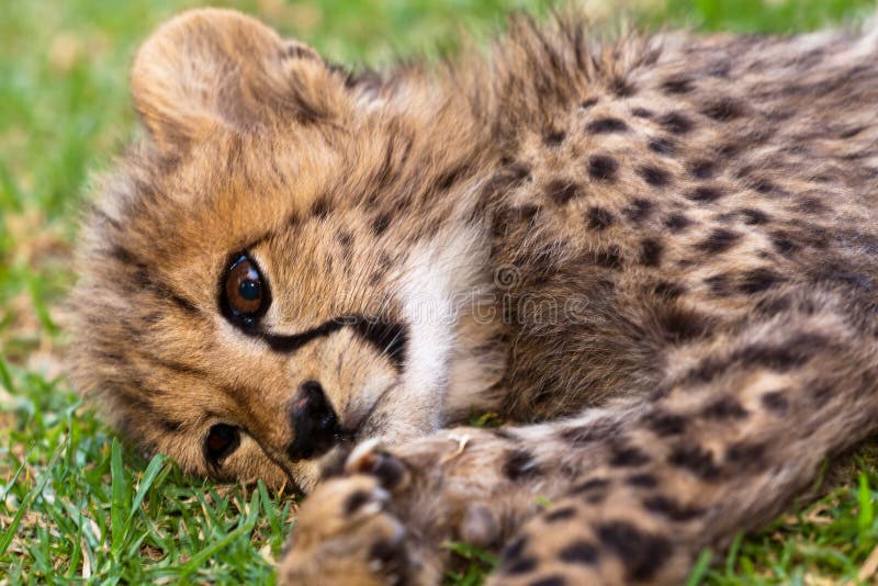 Young leopard baby stock photo. Image of endangered, wildlife - 23813048