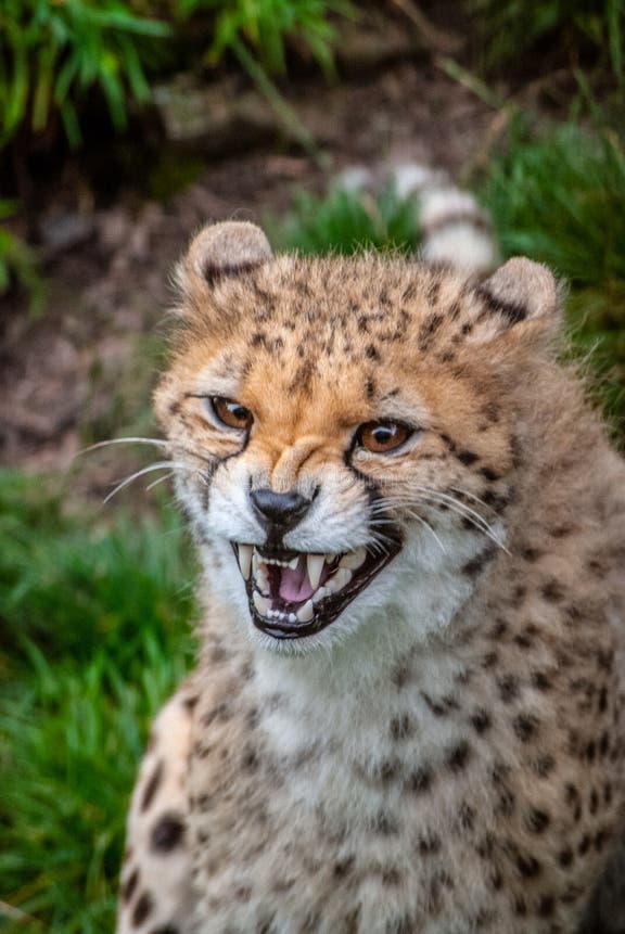 A Young Leopard Baring Its Teeth Stock Image - Image of baring ...