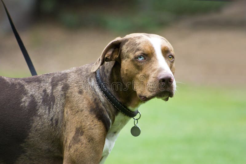 Pointer (hunter dog) stock photo. Image of friend, small - 9343556