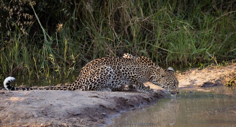 Young Leopard Drinking Water from Lake Stock Photo - Image of animal ...