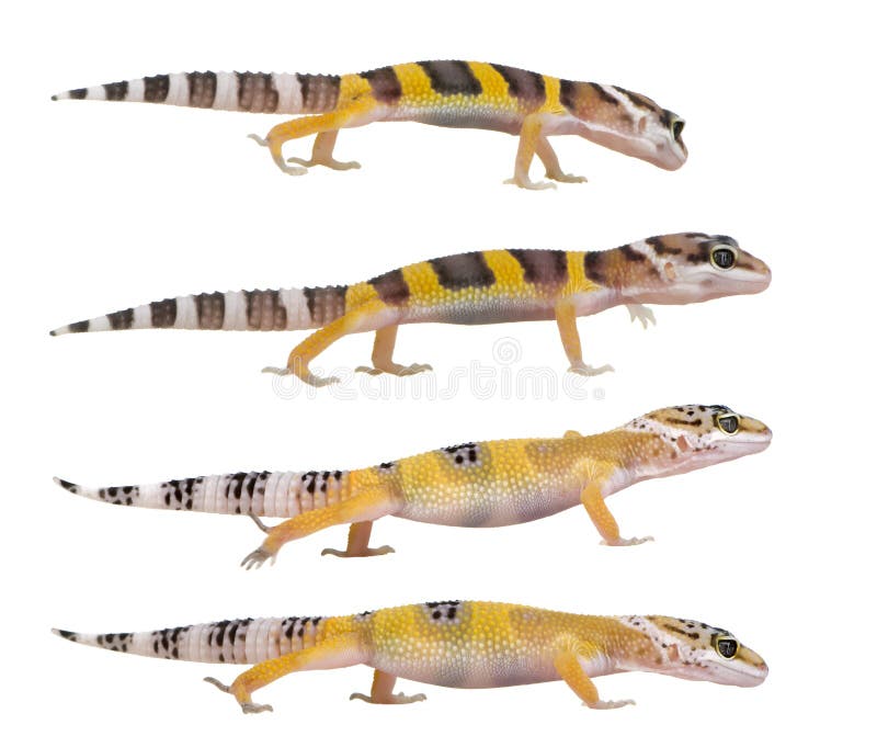 Leopard spotted gecko stock photo. Image of amphibian - 9351014
