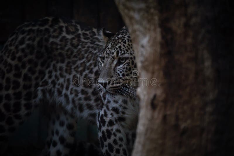 Young Leopard Hidden in the Shadows Stock Image - Image of feline ...