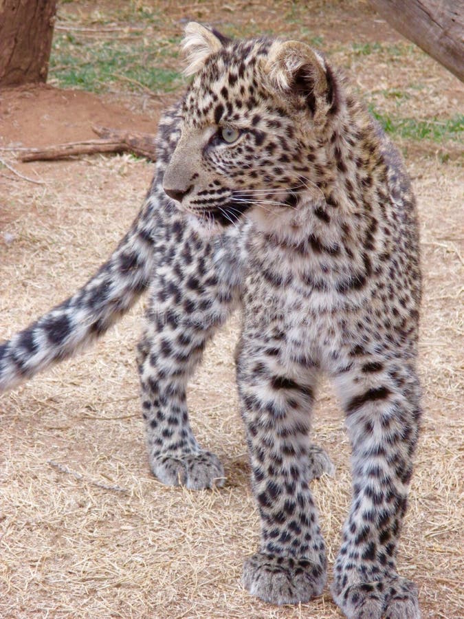 Young leopard looking stock photo. Image of africa, spots - 76670842