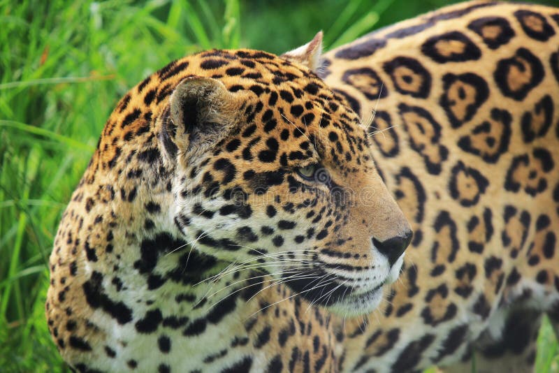 Young leopard, male stock photo. Image of wildlife, animal - 24812028