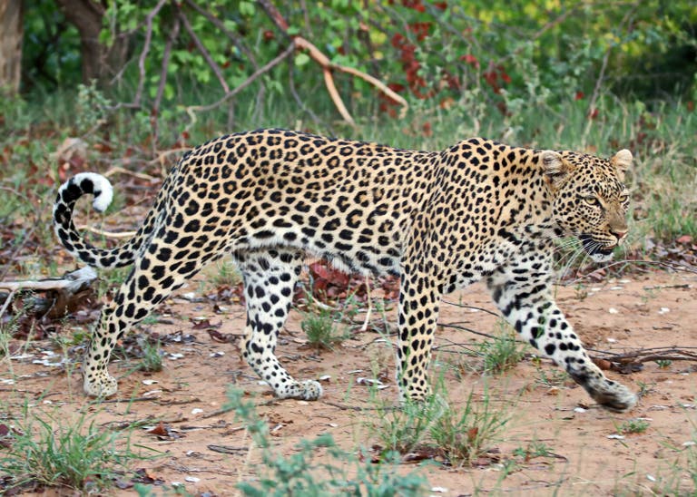 Young leopard on the move stock photo. Image of heat - 263512866