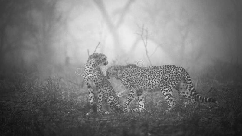 Young Leopards Playing with Each Other Stock Image - Image of looking ...