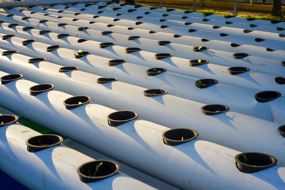 Young Lettuce Growing Using the Hydroponic Method. Rows of Hydroponic ...