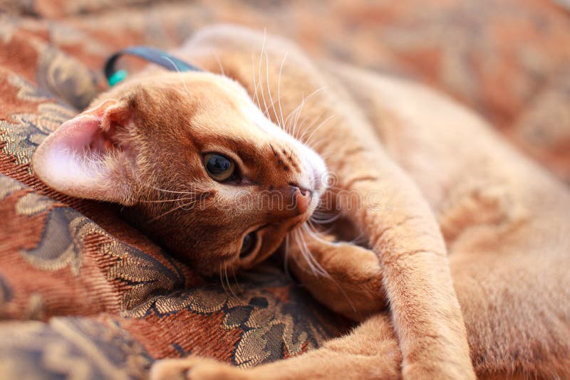 Young Light Brown Abyssinian Cat Kitten Stock Image - Image of crawled ...
