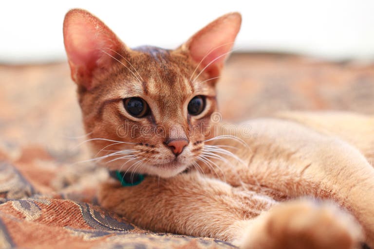 Young Light Brown Abyssinian Cat Kitten Stock Image - Image of looking ...