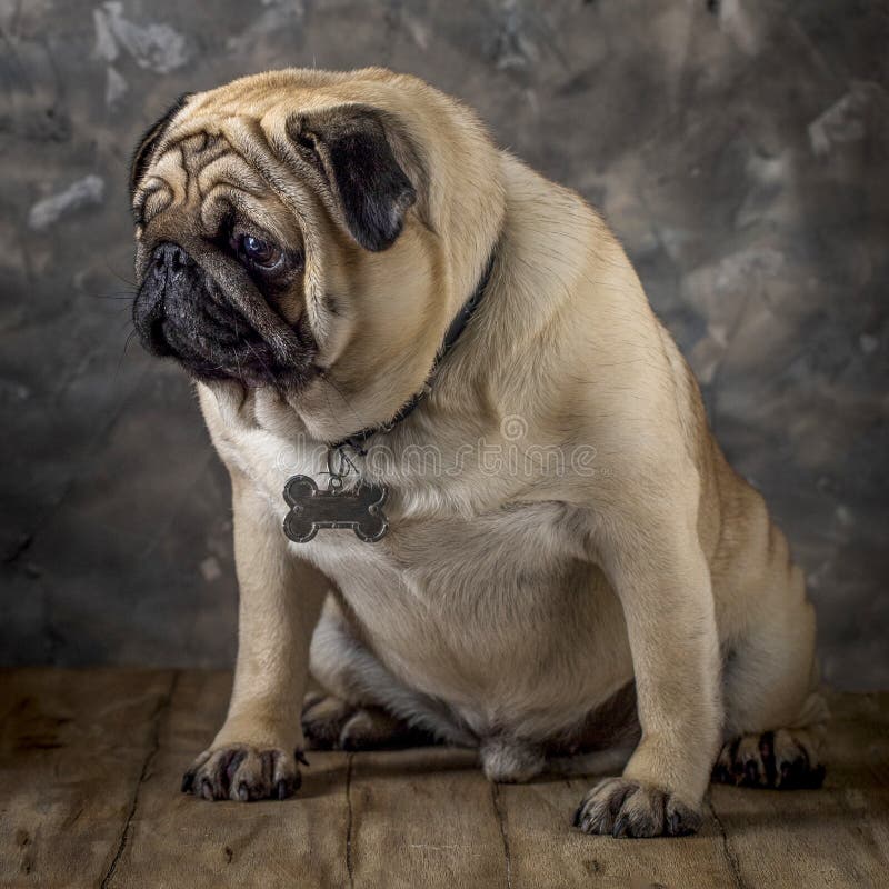 Young Pug on Wooden Floor Against Grey Wall Stock Photo - Image of ...