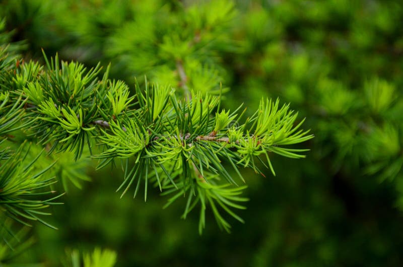 Young Green Cedar Branch Tree. Stock Image - Image of conifer, branch ...