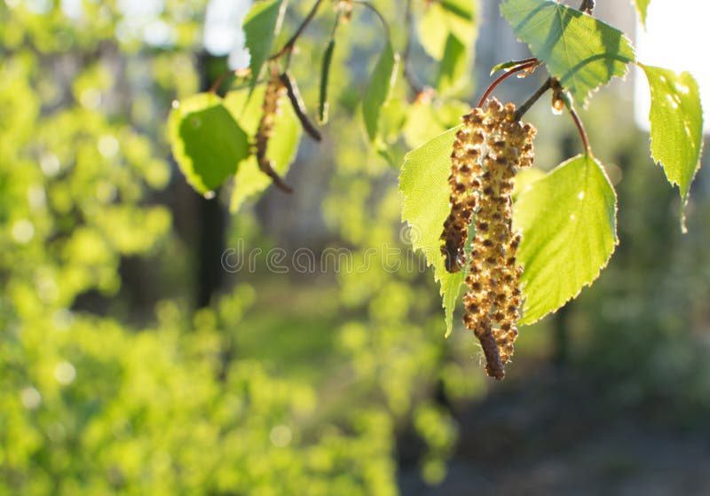 Young Light Green Spring Leaves Stock Photo - Image of green, grow ...