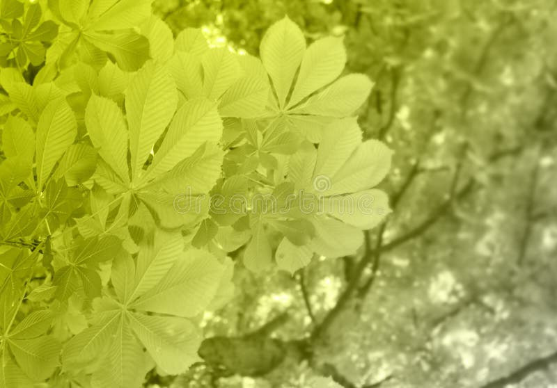 Young Light Green Spring Leaves Stock Image - Image of young ...